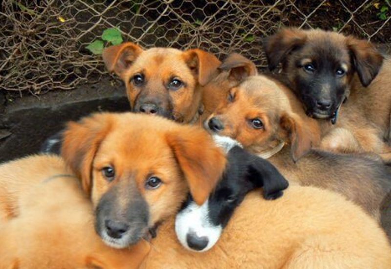 Mbwa Wa Africa - Viva Tanzania